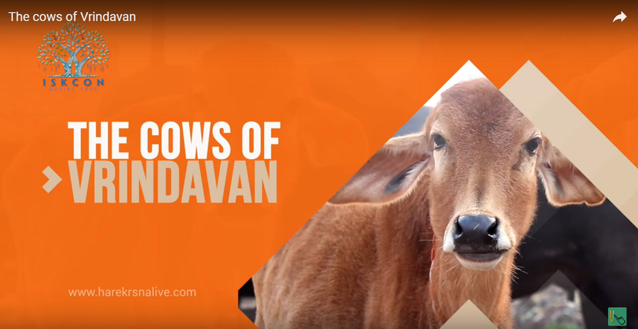The cows of Vrindavan - HARE KRSNA TV LIVE | WATCH HARE KRSNA LIVE TV ...